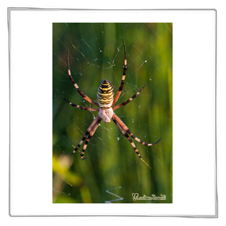 Argiope bruennichi (Ragno vespa) - Terra di Maremma